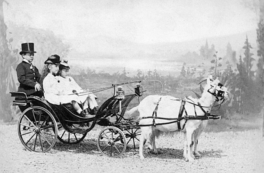 Training Goats for Goat Driving - Goat Journal
